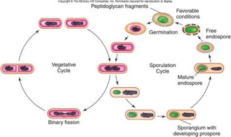 Lab Overview Environmental Microbiology And Endospore Staining Flashcards Quizlet