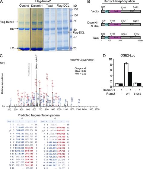 The Microtubule Associated Protein Dcamkl1 Regulates Osteoblast