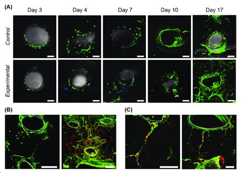 Induction Of Endothelial Sprouting On Bioprinted Tissue A Download Scientific Diagram