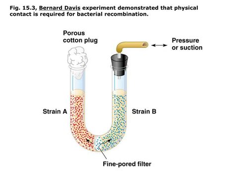 Ppt Chapter 15 Genetics Of Bacteria And Bacteriophages Mapping