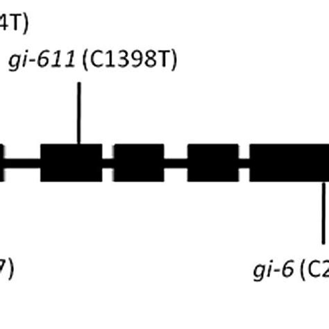 Gi Fkf1 Complex Regulates The Photoperiodic Flowering Time In Ld The Download Scientific