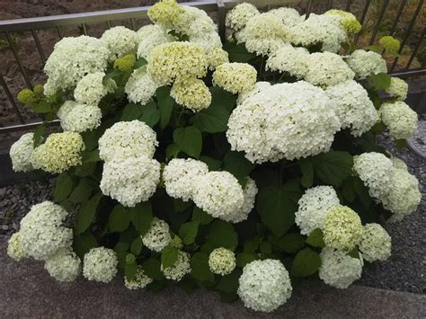 ジャガイモの収穫 土木のおっ菜園すのブログ 楽天ブログ