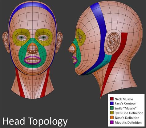 Human Head Topology Animation 3d Animation Reference Art Reference