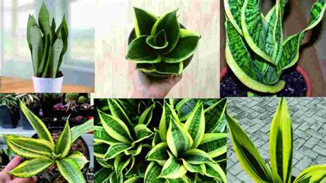 Jenis Lidah Mertua Yang Cocok Buat Hiasan Di Rumah