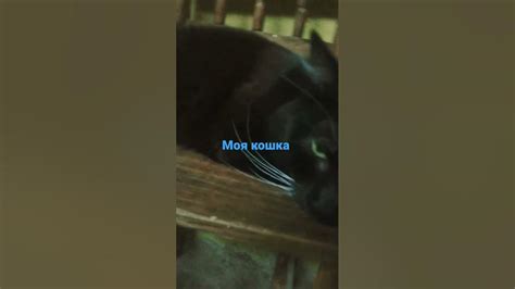 мою кошку зовут кочи Youtube
