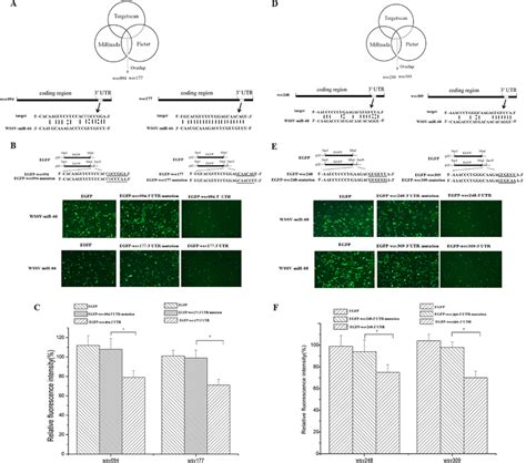 Interactions Between Viral Mirnas And Viral Genes A Predicted Target