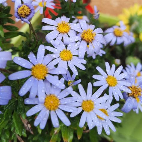 ყვავილომანია