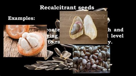 Methods Of Propagation Sexual And Asexual Propagationpptx