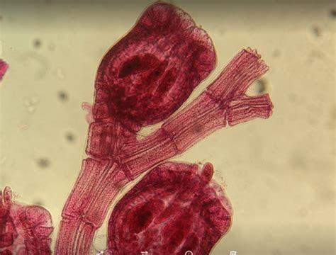 Archaeplastida I Flashcards Quizlet