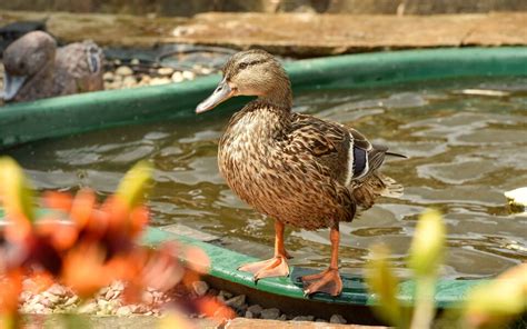 Freda The Duck Returns To Phil And Julie Garners Yorkshire Home With 11 Ducklings