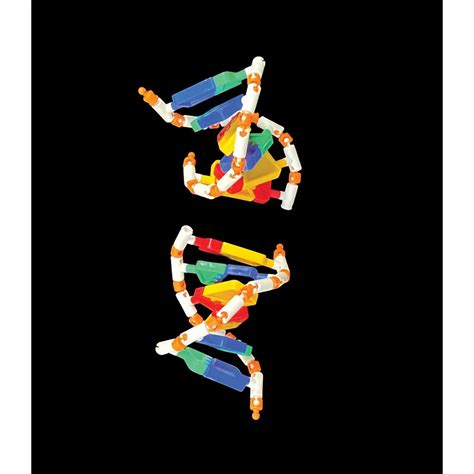 Playdna ™ Model Kit Dna Model 2 0 Intro Pack Carolina Biological Supply