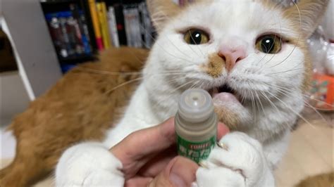 猫の好きなマタタビの木を育ててみよう Let s grow silver vine YouTube
