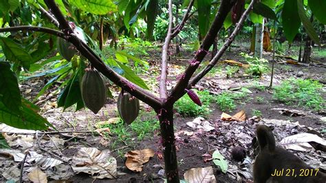 Cocoa Farm Silang