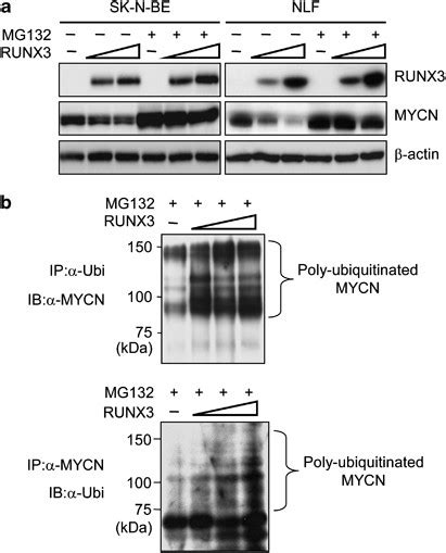Runx3 Interacts With Mycn And Facilitates Protein Degradation In