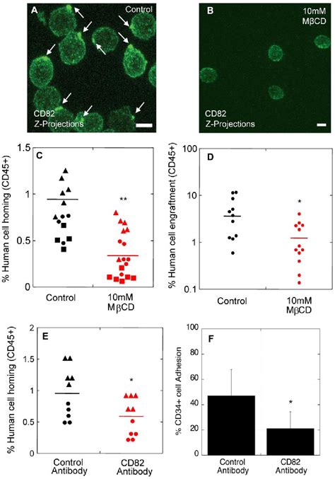 Figure 3 From Bone Marrow Homing And Engraftment Of Human Hematopoietic