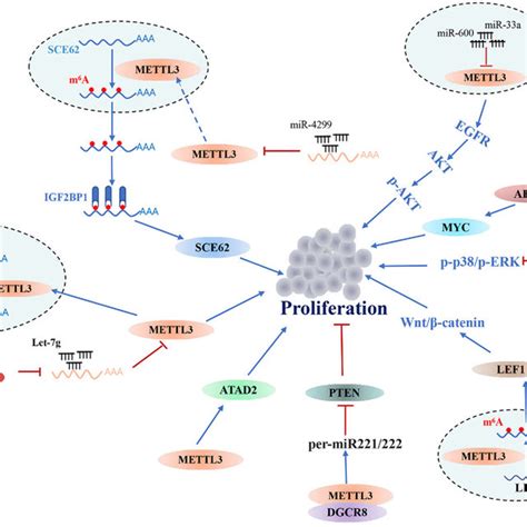Mettl3 Regulates Cell Proliferation Mettl3 Promotes The Proliferation