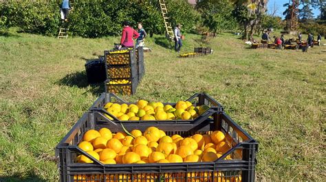 აფხაზეთში მანდარინის მოსავალს იღებენ ფოტო Netgazeti • აფხაზეთი • Netgazeti Ge