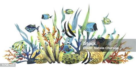 산호 바다 스폰지 및 조류가있는 밝은 암초 물고기 수채화 그림입니다 컬렉션의 구성 열대어 여름과 해변 지문의 장식 및 디자인 스티커 물고기에 대한 스톡 벡터 아트 및 기타
