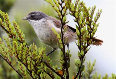 Pipipi BirdForum Opus BirdForum