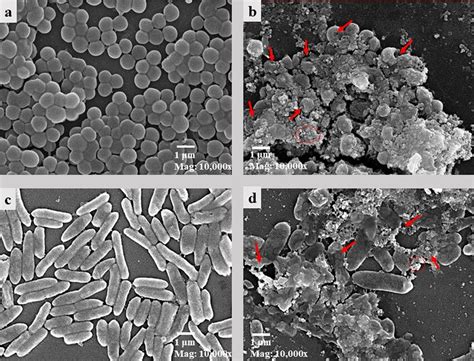 Scanning Electron Microscopy Investigation For A S Aureus Control