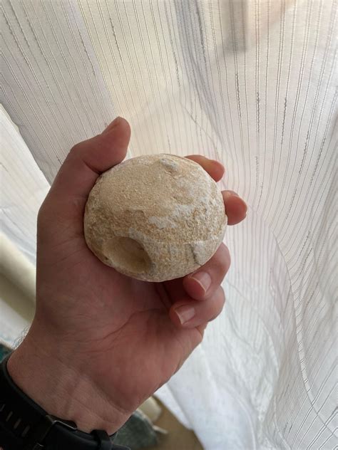 Need Help Identifying This R Fossils