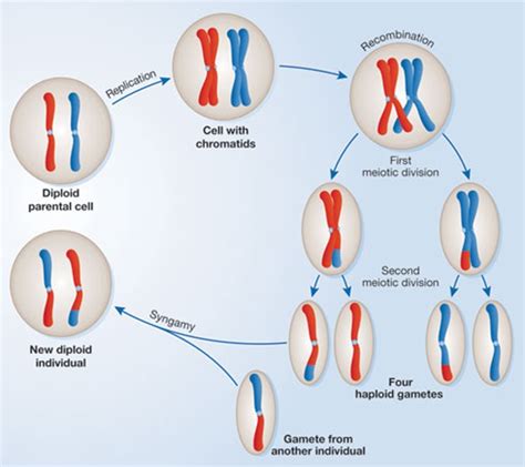 The Evolutionary Success Of Sex Science And Society Series On Sex And Science Pmc