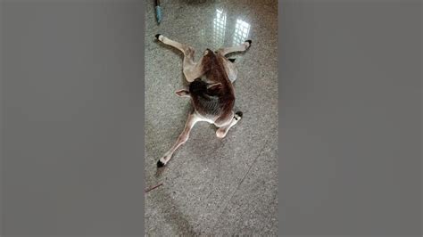 Amma Payan ♥️pasamshortsinterestingvideo Youtube