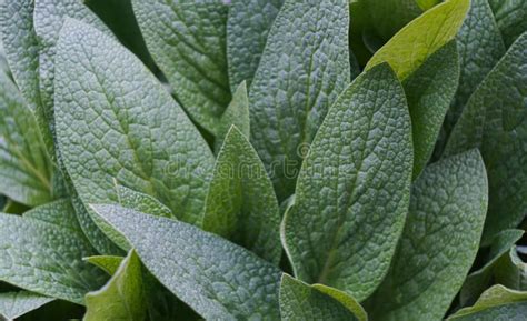 A Large Densely Growing Plant With Large Leaves Stock Image Image Of Greenery Sunlight