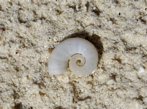 Spirula Facts Diet Habitat And Pictures On Animaliabio