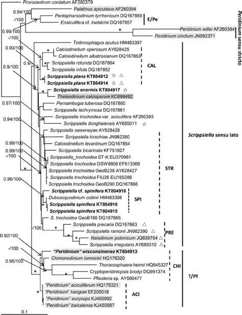 phylogenetic tree inferred from partial lsu rdna sequences based on