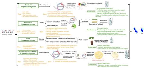 Bioengineering Mdpi On Linkedin 🔬 Excited To Share The Publication Bioengineering Of Antibody
