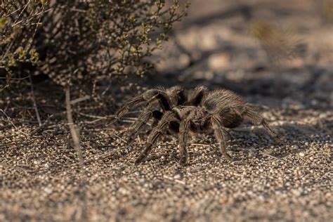 25 Amazing Spiders In Arizona Id Guide Pictures And Facts
