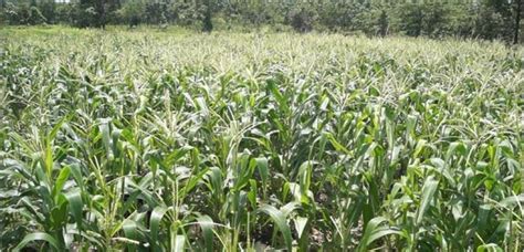 နောင်ချိုမြို့နယ်တွင် ဖူးစားပြောင်းအား စီးပွားဖြစ်စိုက်ပျိုးလျက်ရှိ Consumer