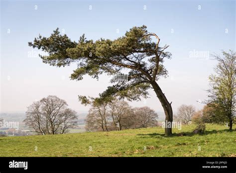 An Unusual Tree Blowing And Growing Sideways At Waseley Hills Stock Photo Alamy