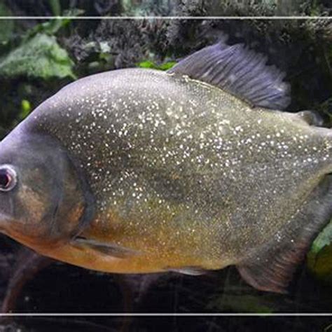 What Is The Most Aggressive Catfish Diy Seattle