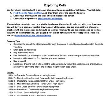 Exploring Cells Lab By MsReichheld S Biology Corner TPT