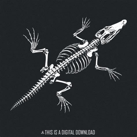 Crocodile Skeleton Png Alligator Bones Png Reptile Png Gator Png