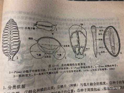 蕨孢子叶切片结构图 图库 五毛网