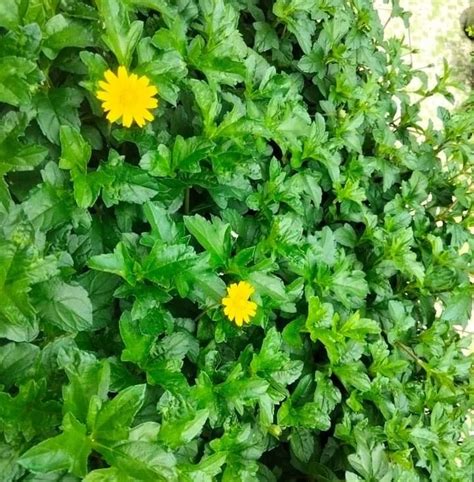 ကဒ်ပြား လေးတွေ Deli အပ်ပေးလိုက်ပါပြီရှင့်😍😍😍 ပွင့် အထည်ဆိုင်သုံးပစ္စည်း နှင့် ကွန်တင်နာက