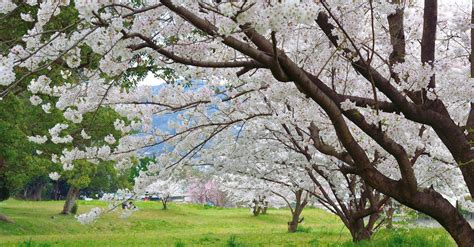 가지 경치 계절 고요한 고요함 공원 규슈 꽃 꽃이 만개한 꽃잎 나무 나뭇잎 동부 아시아 레저 배경