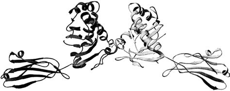 Molecular Model Of The Hc B27 Hla B27 Heavy Chain Homodimer The Hc B27