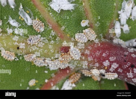 Spherical Mealybug Nipaecoccus Viridis Hemiptera Pseudococcidae Is A Dangerous Pest Of