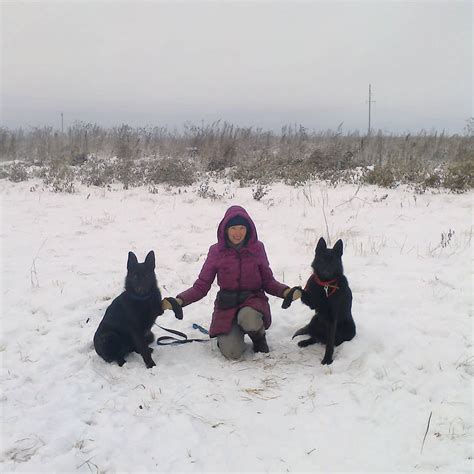 Школа Прикладной Кинологии Вы любите собак 🐶 Всем нам известна крылатая фраза Собака друг