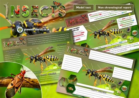 Year 2 Model Text Non Chronological Report Insects Grammarsaurus