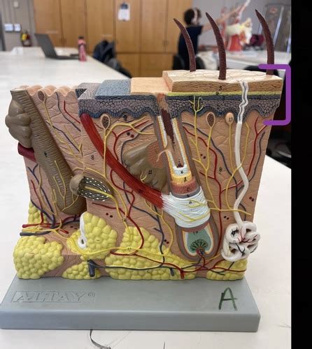 Integument Flashcards Quizlet