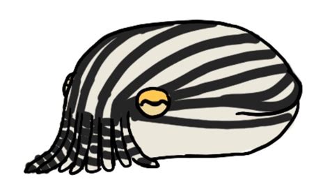 Humboldt Squid On Tumblr