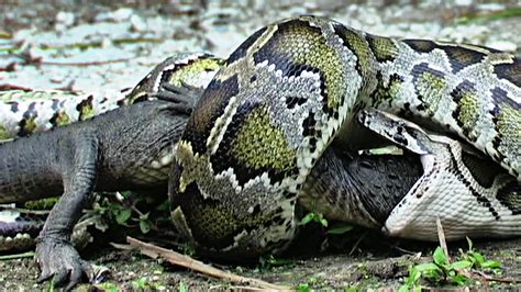 Reticulated Python Eating Alligator