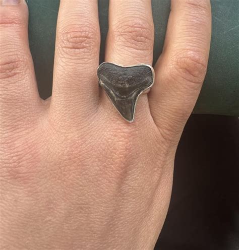 Fossilized Shark Tooth R Fossilid