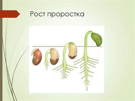 Клеточное строение корня презентация онлайн