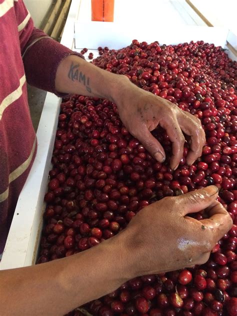 Controlled Fermentation A Critical Step In Flavour Development Perfect Daily Grind